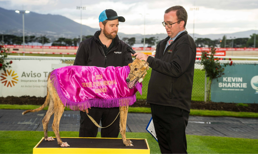 Greyhound Racing in Tasmania - Hub